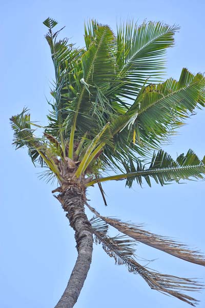 Prevention policies, community can stop coconut rhinoceros beetles ...